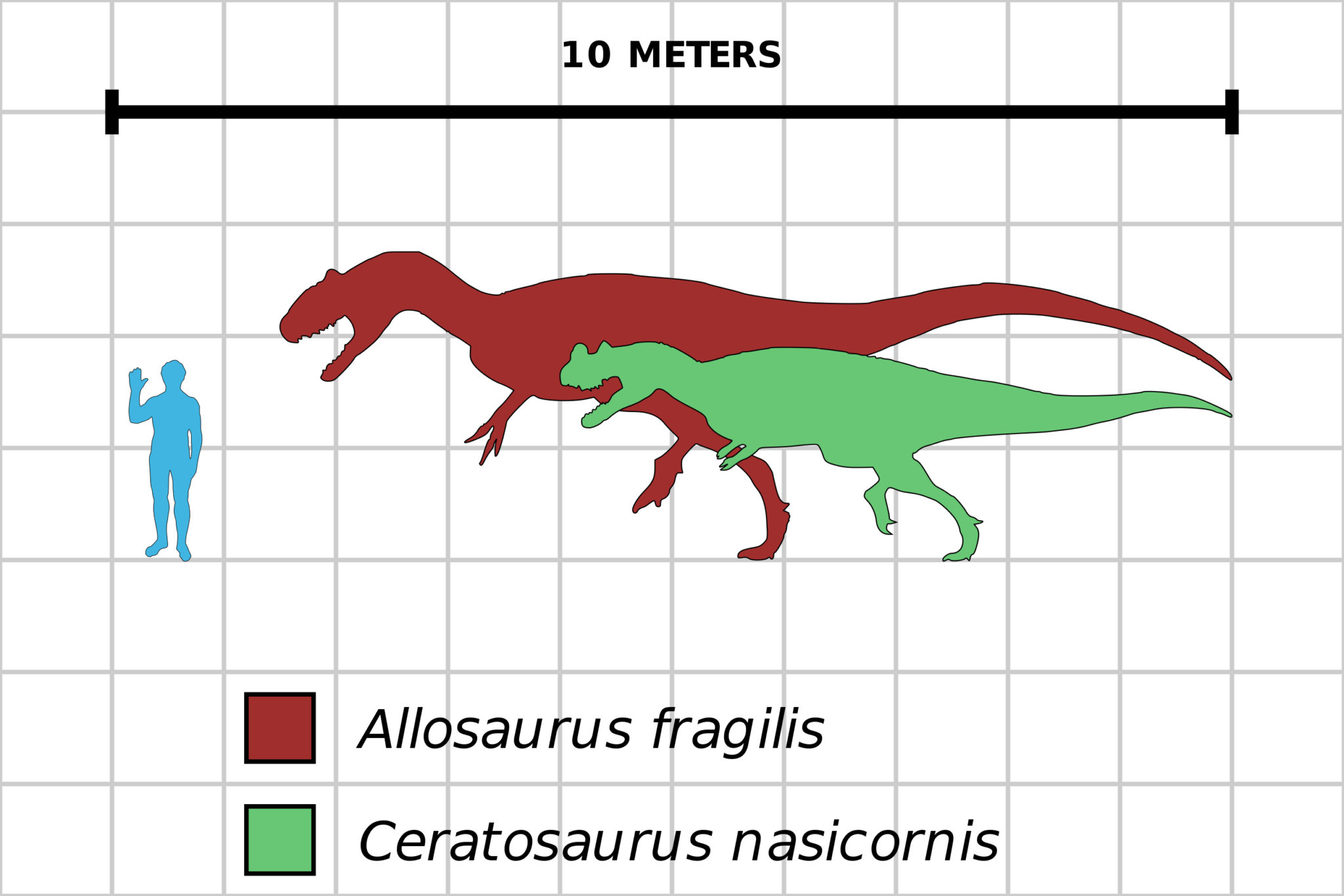 🟢 Allosaurus, el dinosaurio que se alimentó de diplodocus